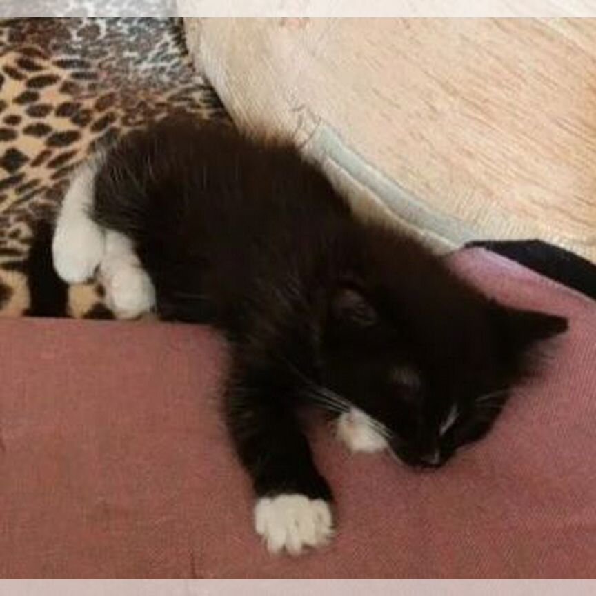 Котёнок в добрые руки