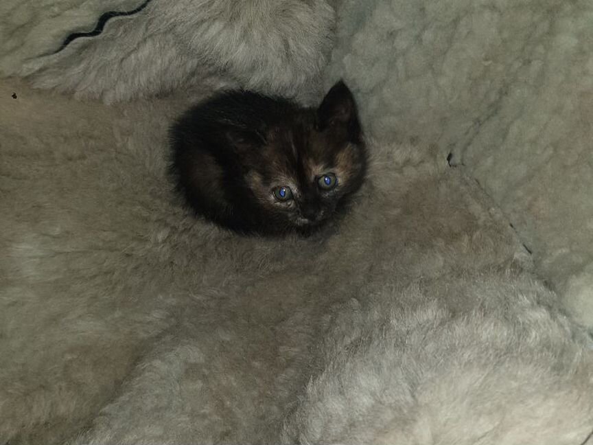 Котята с очень высоким интеллектом