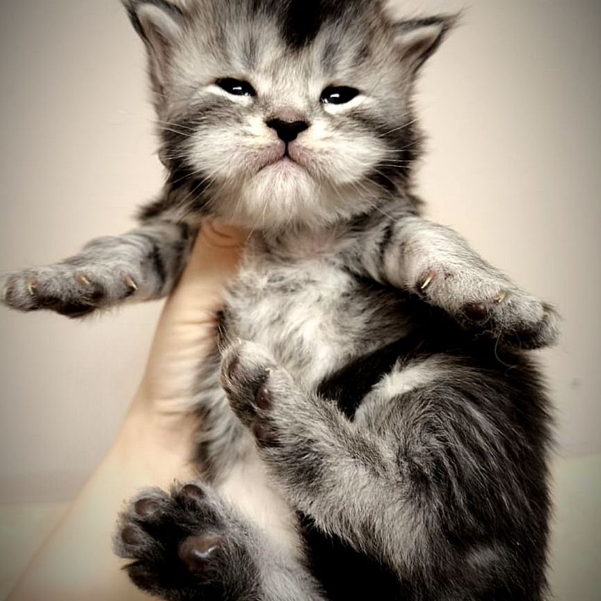 Кот серебро