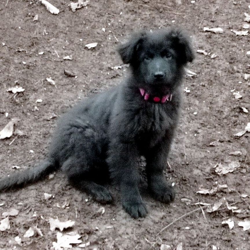 Маленькой собачке грозит опасность