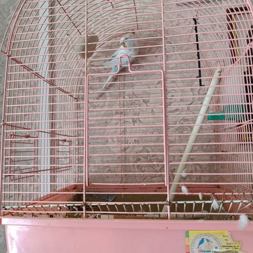 Волнистый попугай