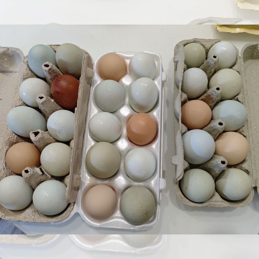 Инкубационное яйцо кур