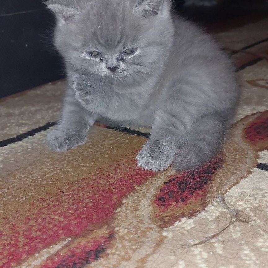 Британские котята