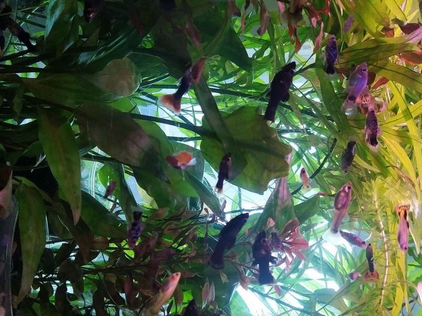 Аквариумное растение гуппи меченосец пицилия