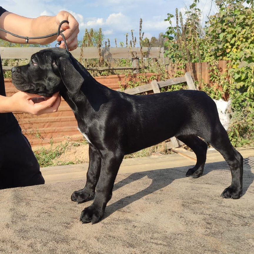 Канне корсо