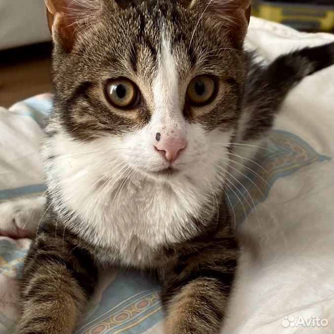 Котенок мальчик спасен из Обводного канала