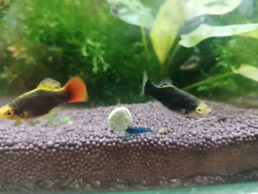 Мальки пецилии