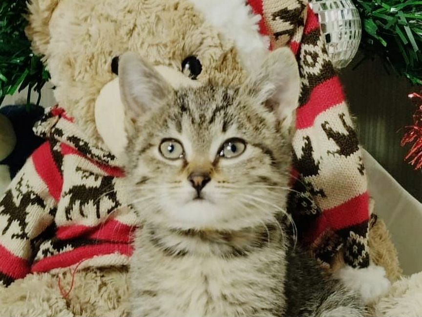 Новогодний подарочек
