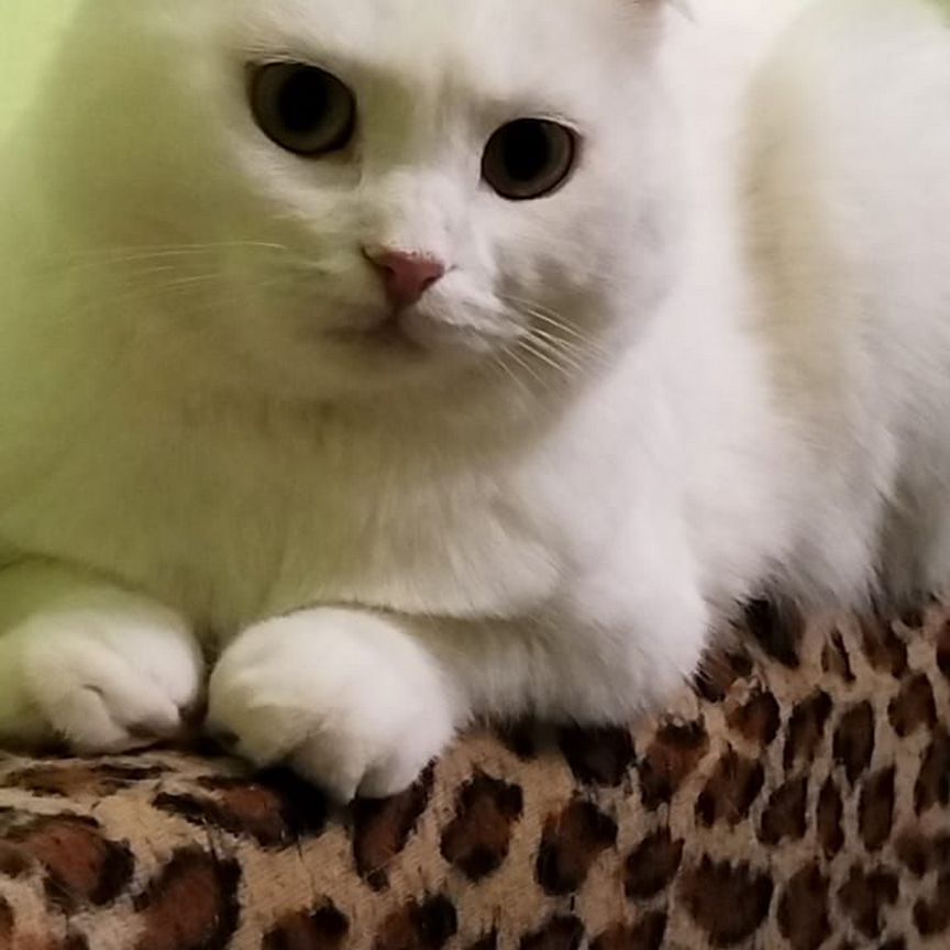 Отдам бесплатно в добрые руки