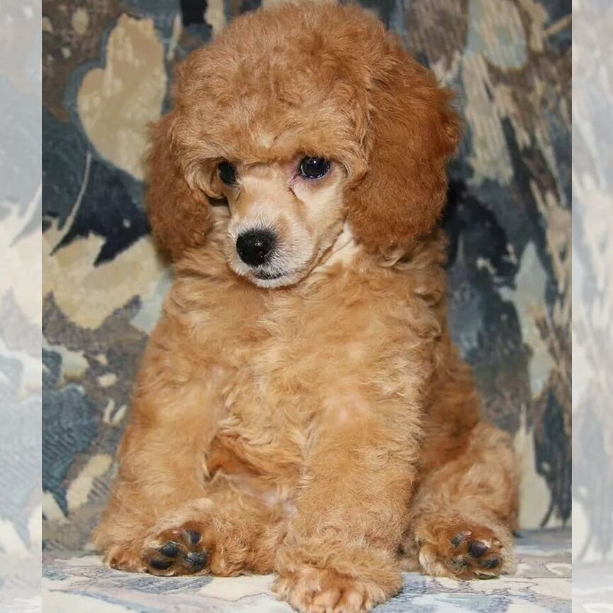 Той-пудель мальчик