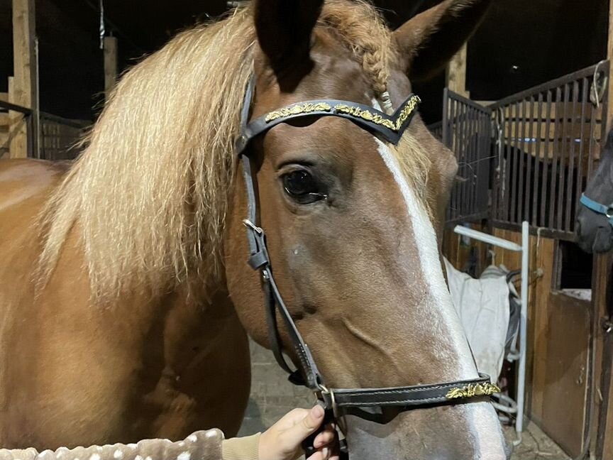 Сайдпул для лошади