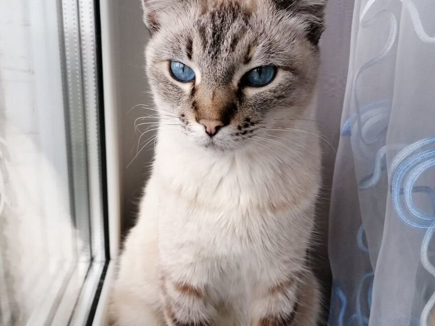 Котенок в добрые руки