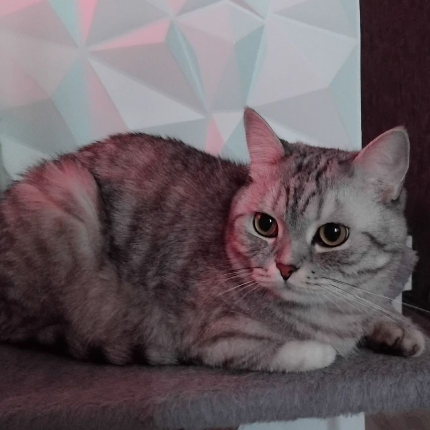 Взрослый кот в добрые руки