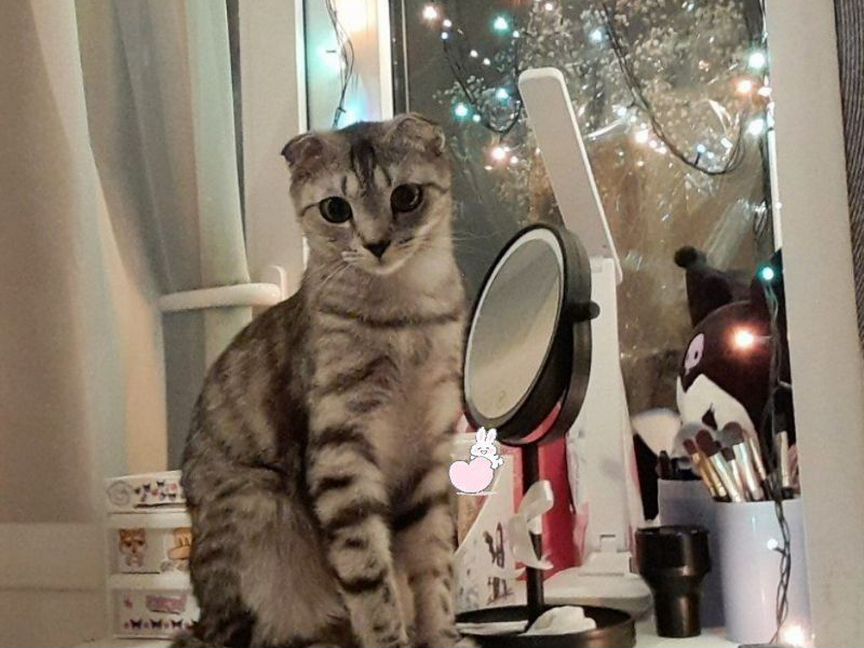 Шотландская вислоухая кошка