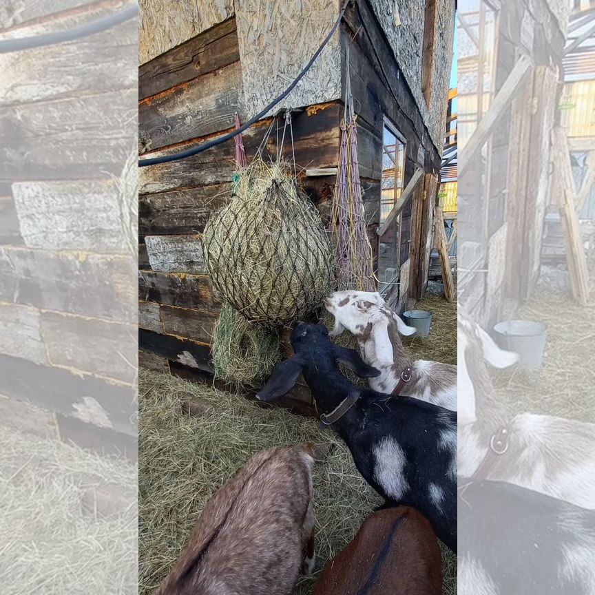 Рептух сетка для сена