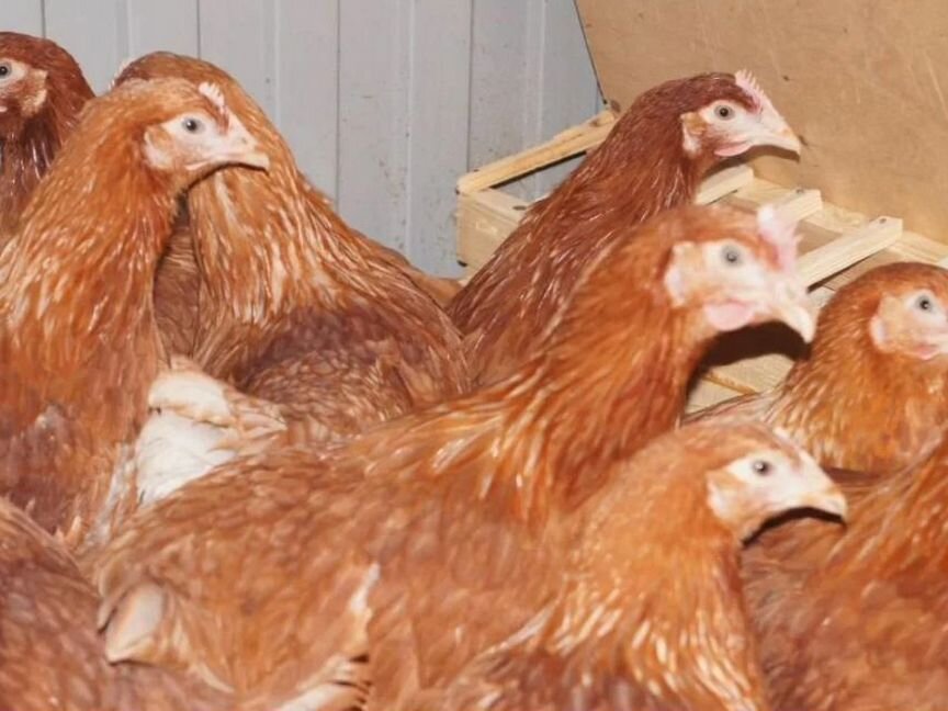 Куры несушки молодки