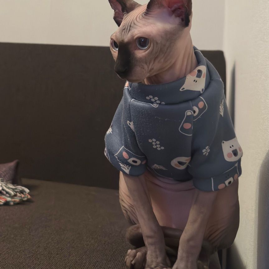 Канадский сфинкс