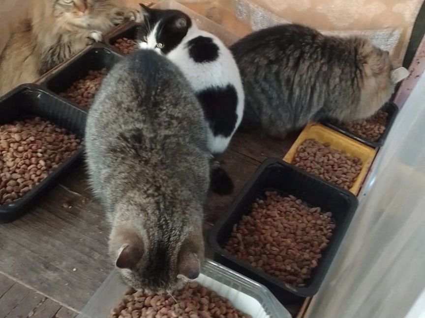 Кошки коты погибают в садах