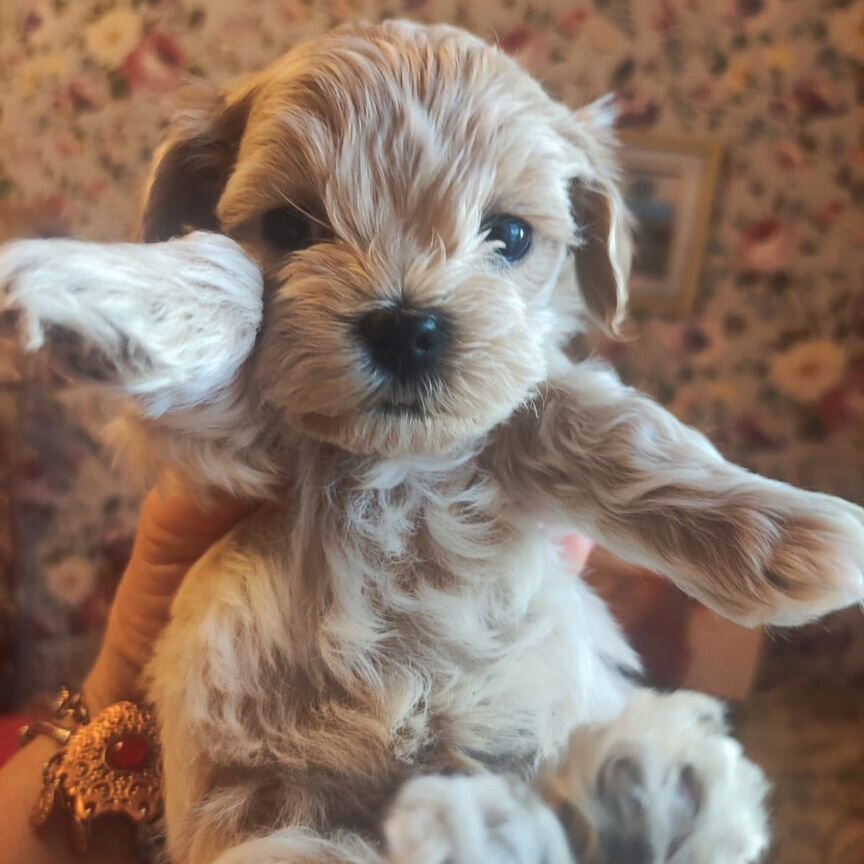 Мальтипу f1 мини, от родителей призеров