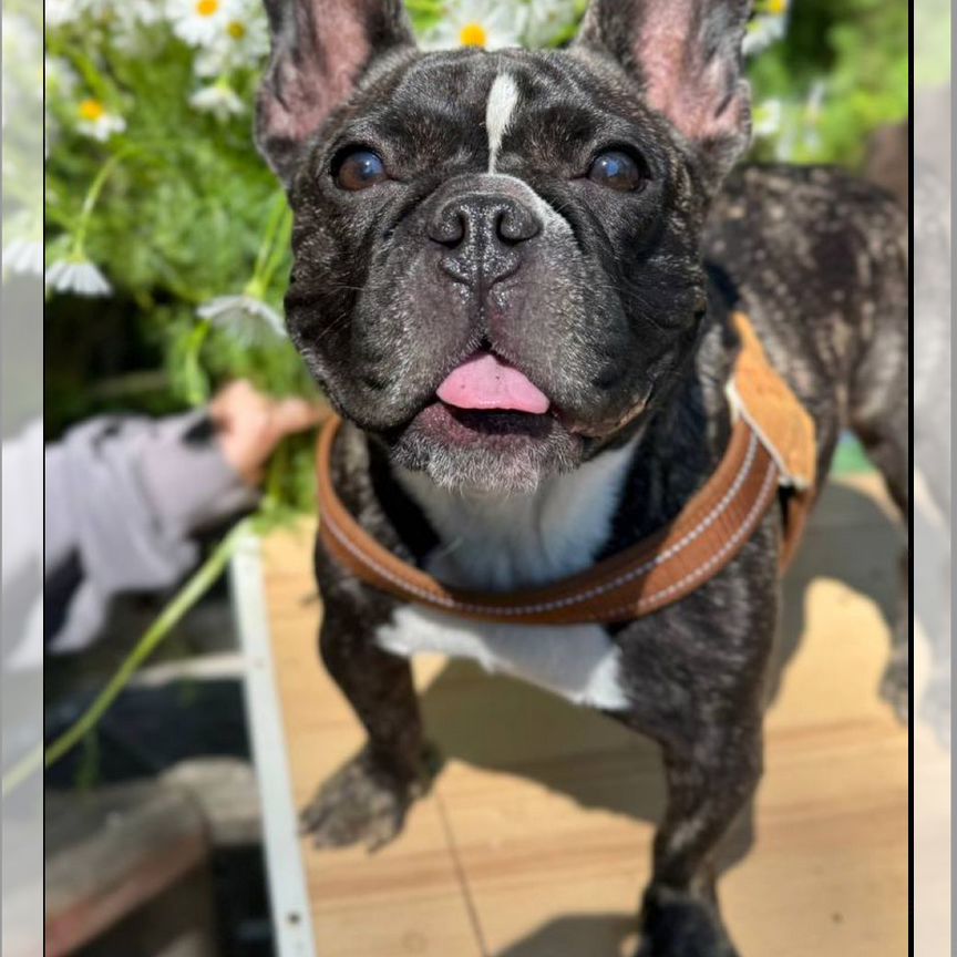 Французский бульдог, взрослая собака