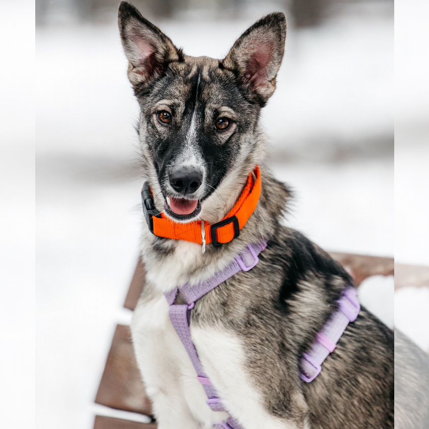 Лайка, взрослый пёс