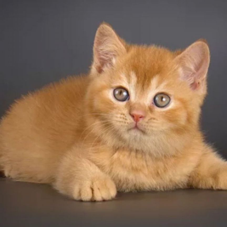 Красно-рыжая красотка