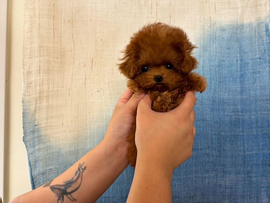 Девочка шоколадка мальтипу из Кореи