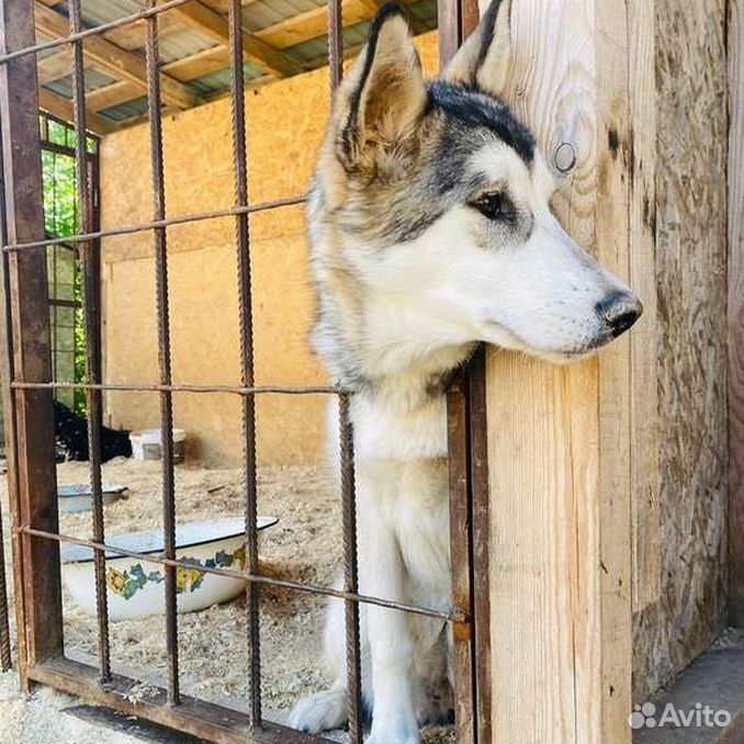 Хаски в отлове ждёт спасения