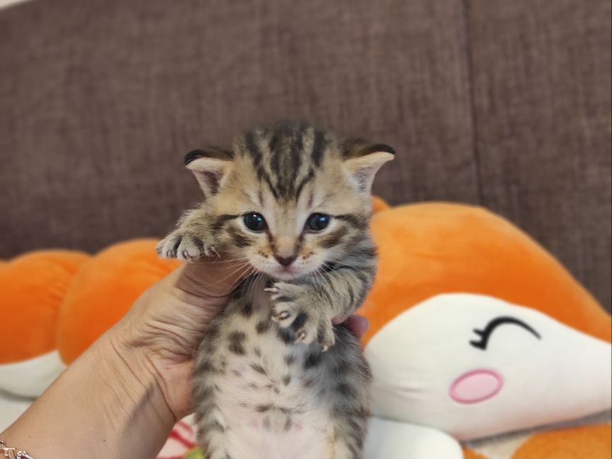 Шотландские вислоухие котята