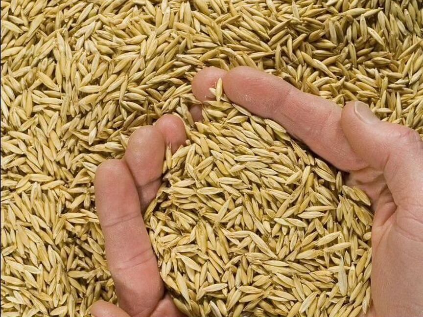 Семечко, Фуражный горох на корм