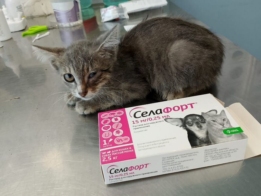 Сжальтесь над пуговкой заберите домой