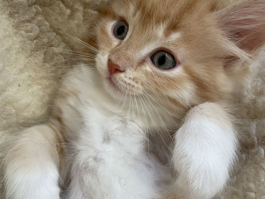 Сладкие котята девочки