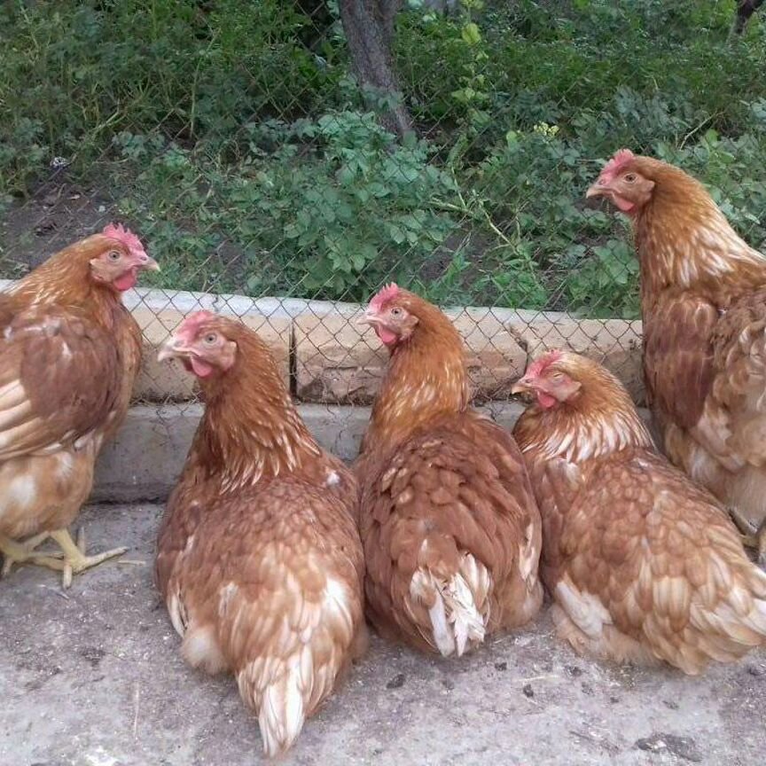 Куры-Несушки