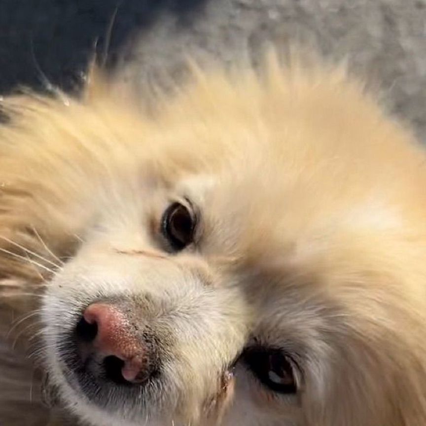 Шпиц в добрые руки