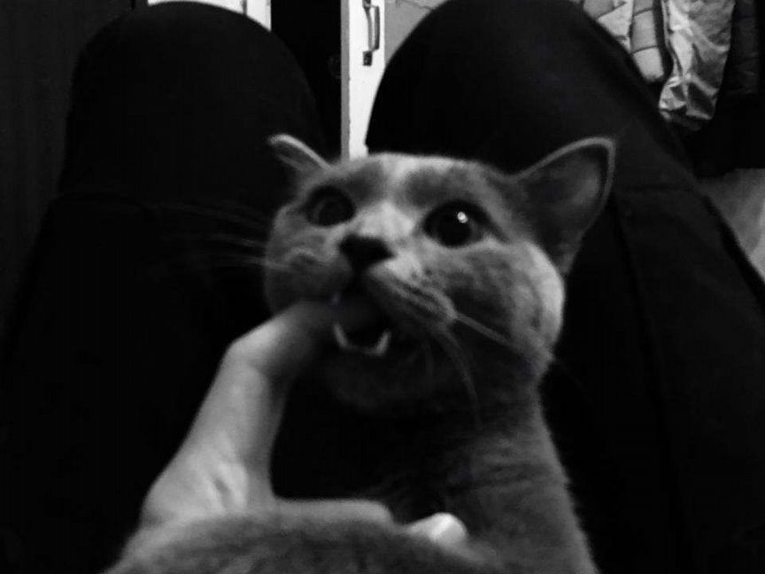 Кот на вязку