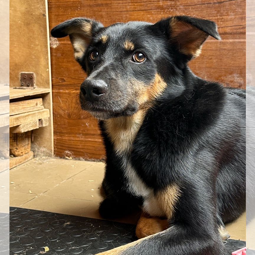 Щенок в добрые руки