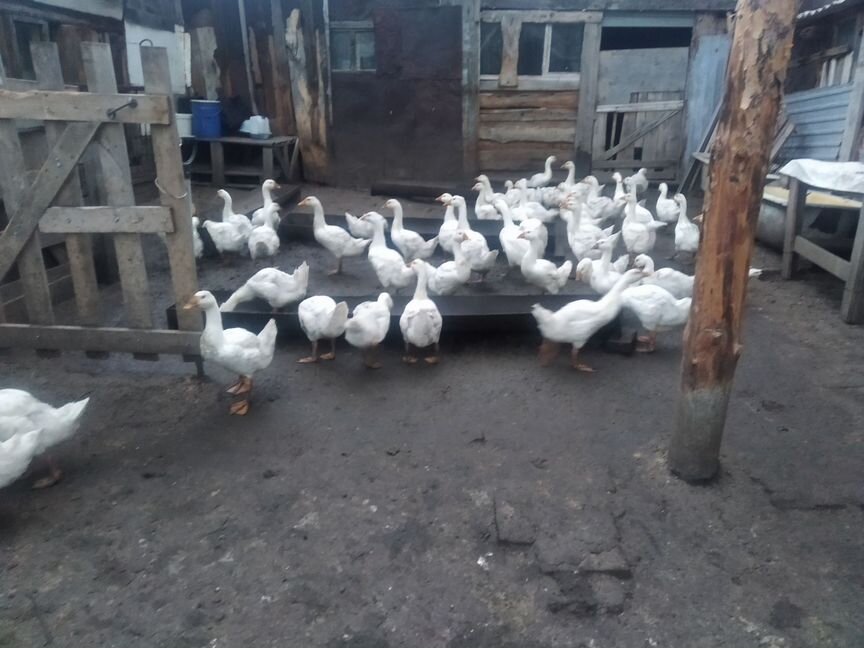Продам гусей подрощенных около 2 х месяцев