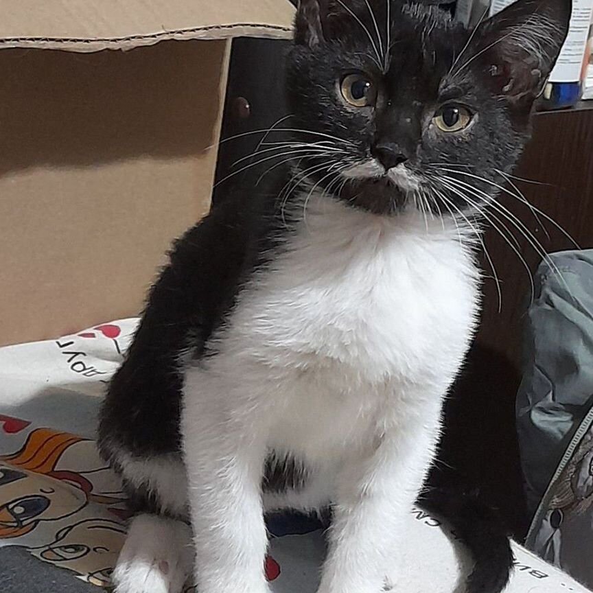 Супер очаровательный котенок