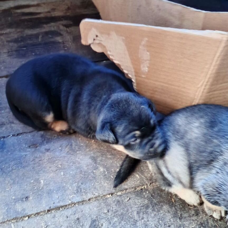 Стаффордширский бультерьер, щенок