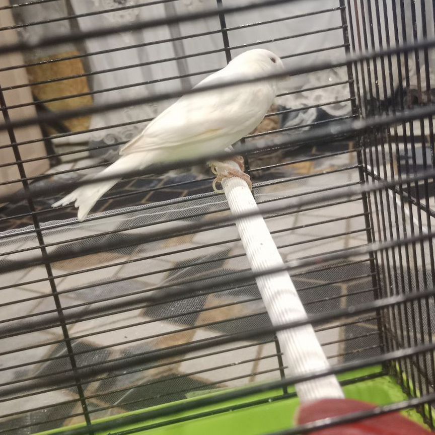 Конерейка кенар