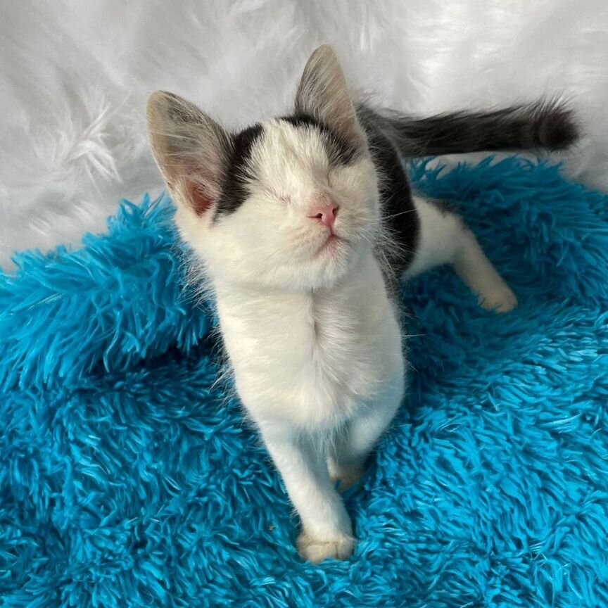 Исполните мечту Архыза