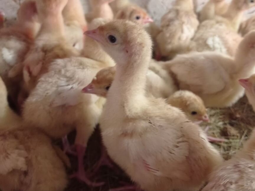 Индюшата Цыплята Гусята Утята