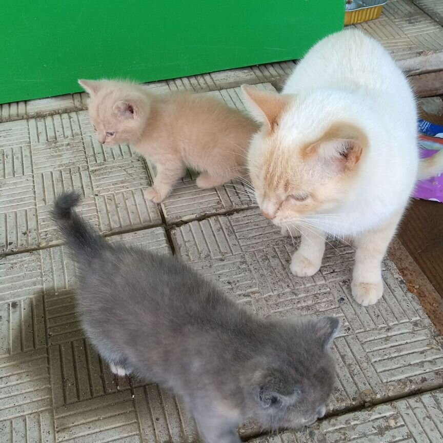 2 котенка и 1 кошка