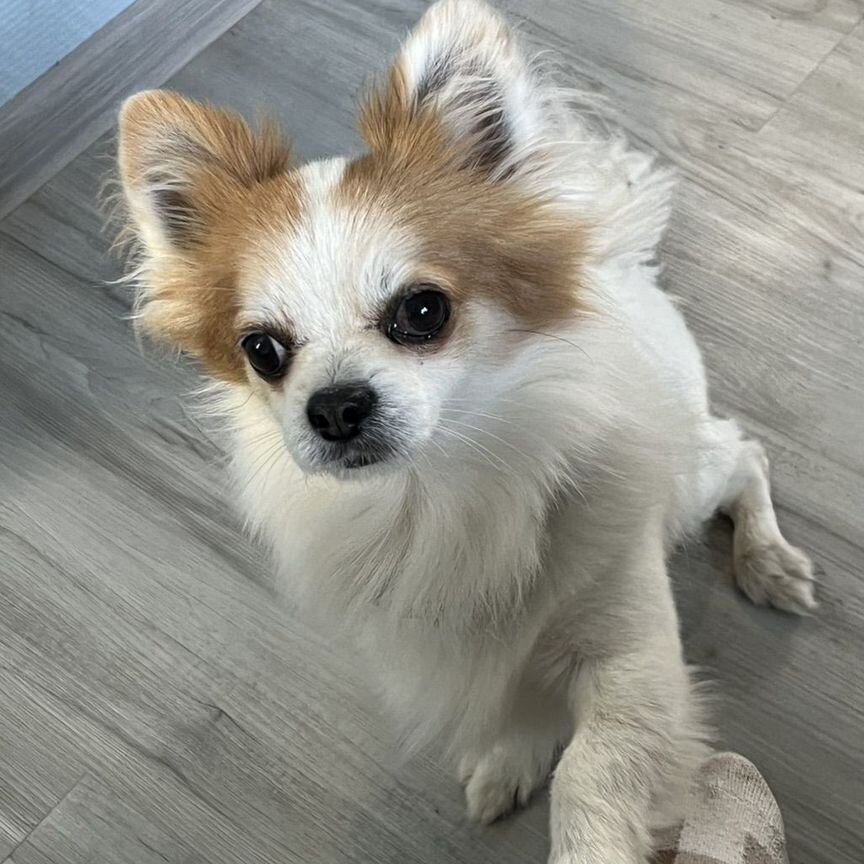 Вязка чихуахуа