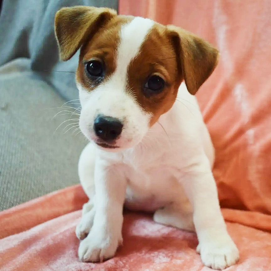 Джек-рассел-терьер, щенок