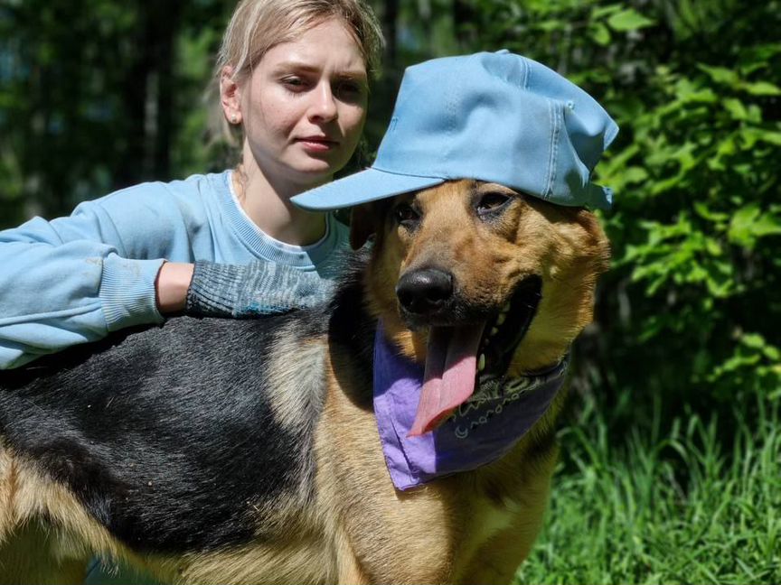 Добряк Рэм ищет дом