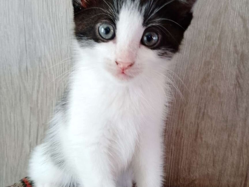 Котеночек