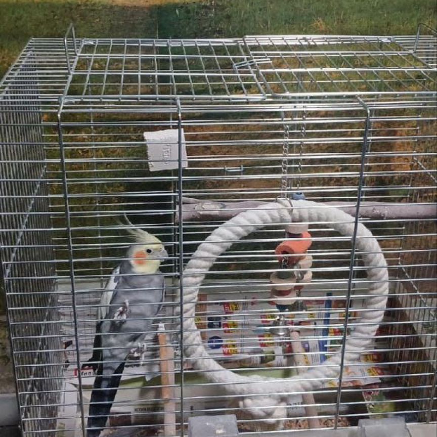 Попугай корелла