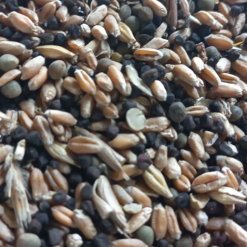 Семена "Вика-пшеница"