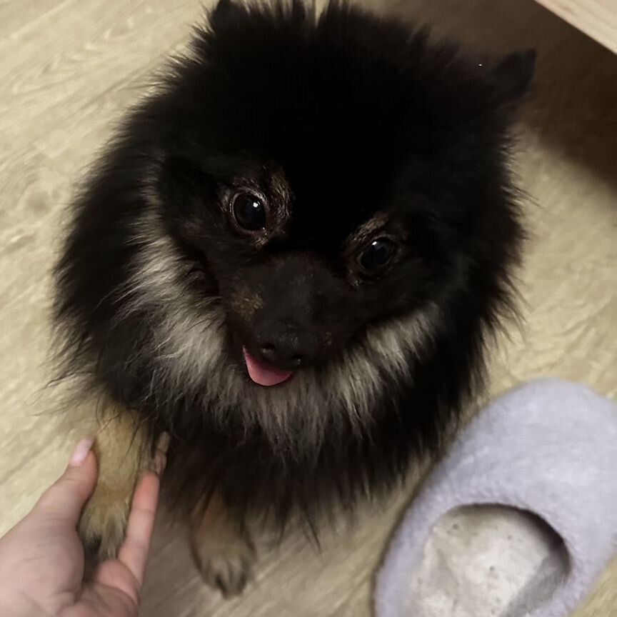 Померанский шпиц, щенок